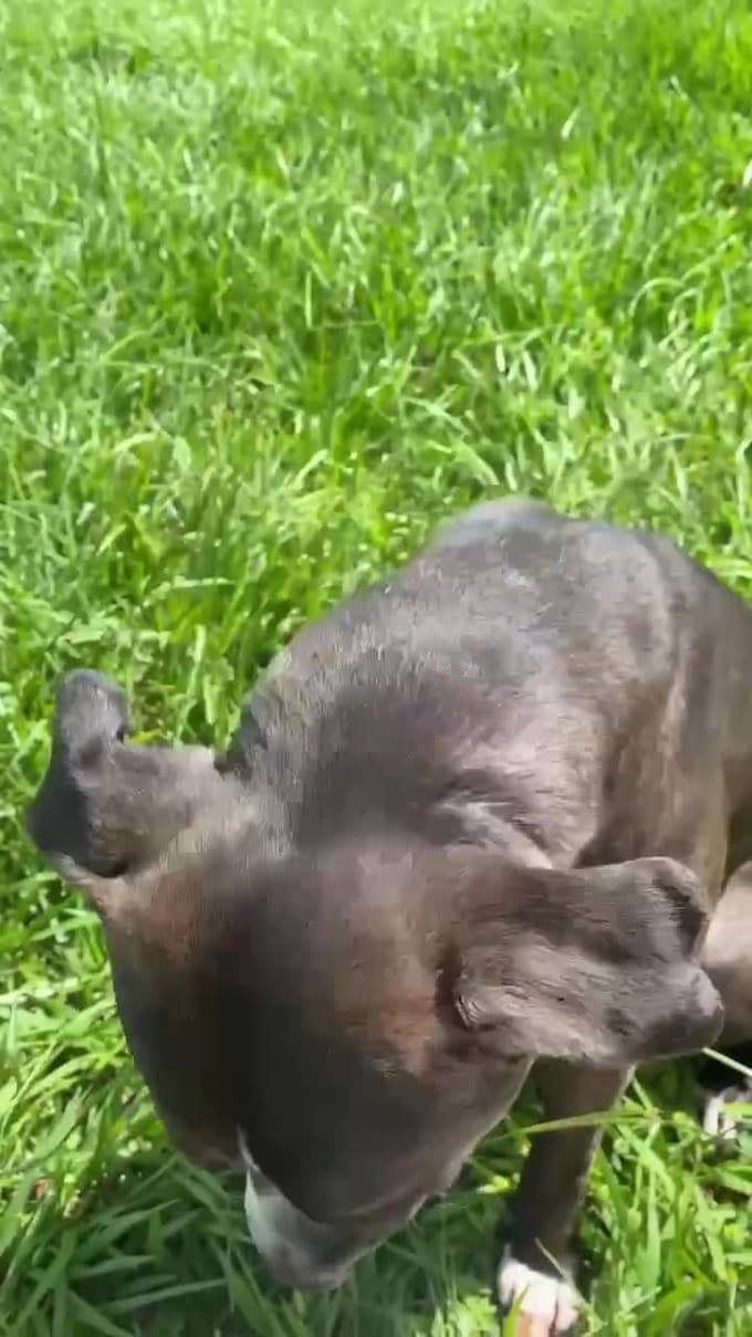 Create ugc dog content for tiktok and social media ads by Oliviamines ...