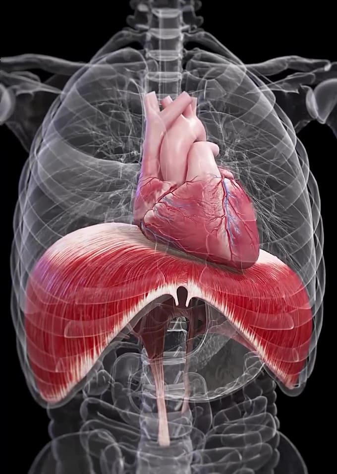 Create high quality 3d medical animation video product surgery anatomy ...