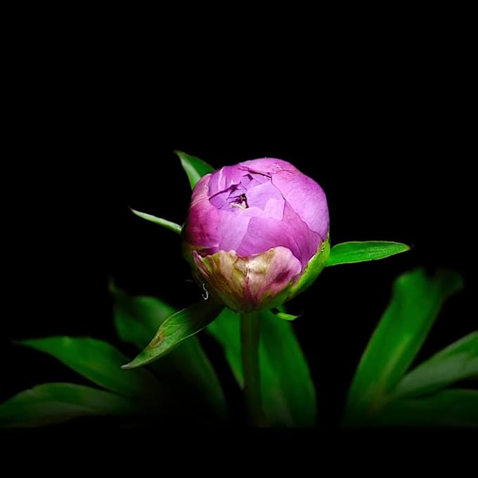 Do realistic cgi plant animation, 3d plant model, flowers, trees, vfx ...