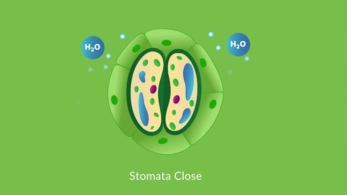 Make scientific and medical 2d animations by Samrina_sadaf22 | Fiverr