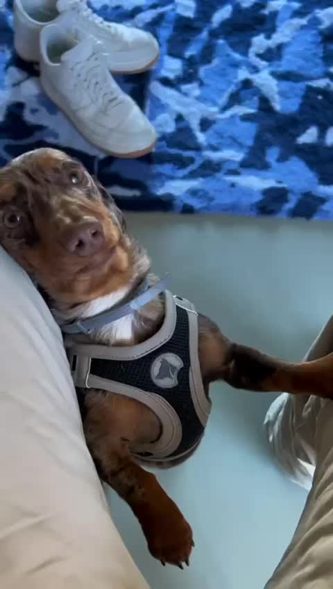 Create ugc dog content for tiktok or video ads social media by ...