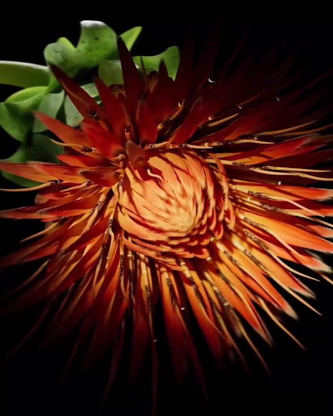 Create a realistic 3d flower animation, plant animation, 3d plant ...