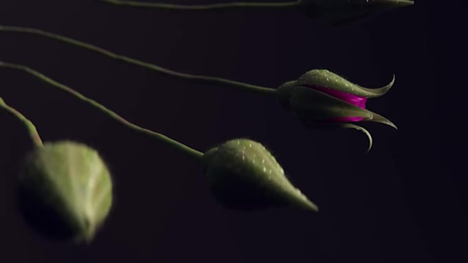 Render realistic 3d flower animation, cgi plant animation 3d flower ...