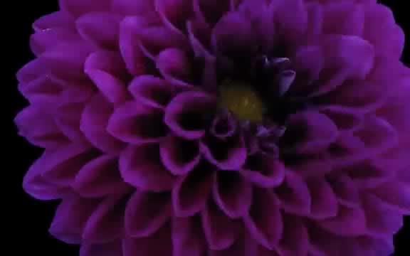 Create realistic 3d flower animation, 3d plant, tree animation by ...