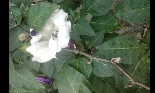 Compose a short piece for your project by Matthew_wozniak | Fiverr