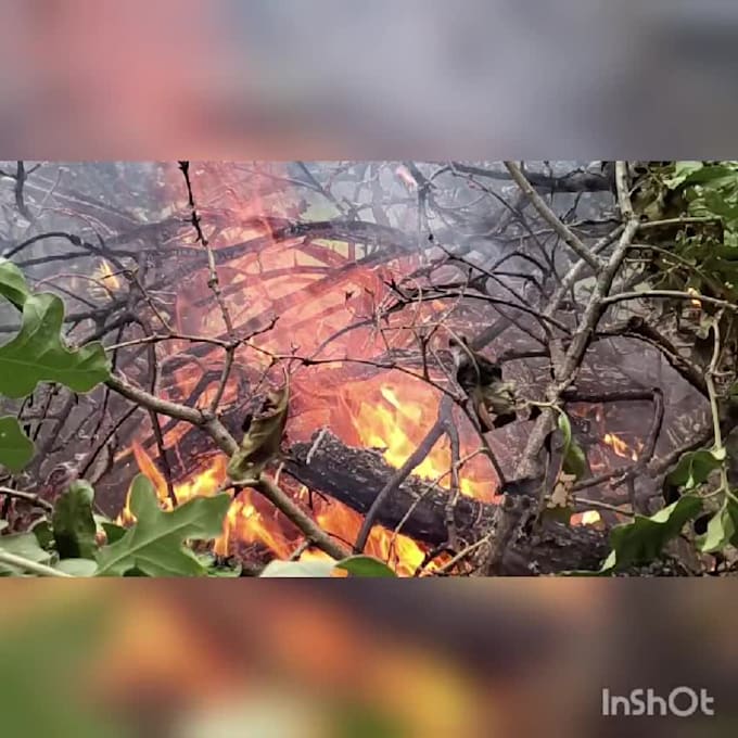 Design a beautiful logo and videos for your business and i am a video ...