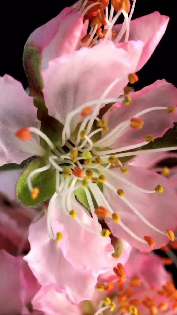 Render and animate realistic 3d flower, 3d plant modelling, vfx plant ...