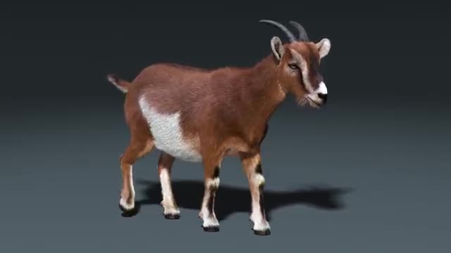 Make 3d animal model, 3d animal model, 3d animal ads, pet by Selomens ...