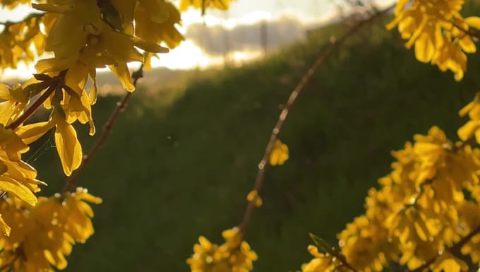 Do branding, distal painting, logo designing, illustration and website ...