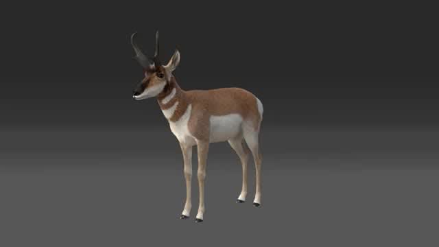 Do 3d animal animation, fur animal, xgen character design, animal model ...