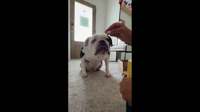 Create a ugc video ad featuring my bulldog mack by Emmy_lew | Fiverr