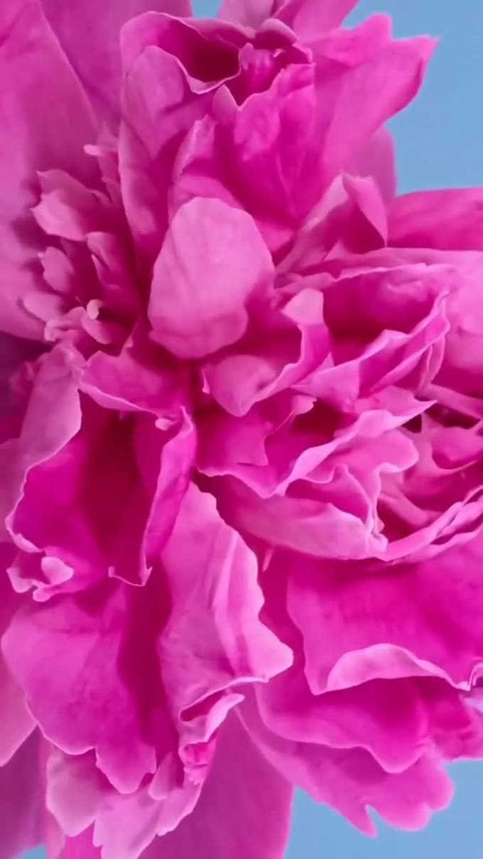 Do an immersive 3d flower animation 3d flower modeling 3d fashion ...