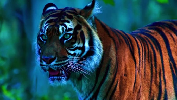 Create 3d animal, rendering, modeling by Vickroney | Fiverr