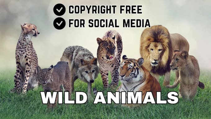 Edit wild animals copyright free videos by Ali_chohan01 | Fiverr