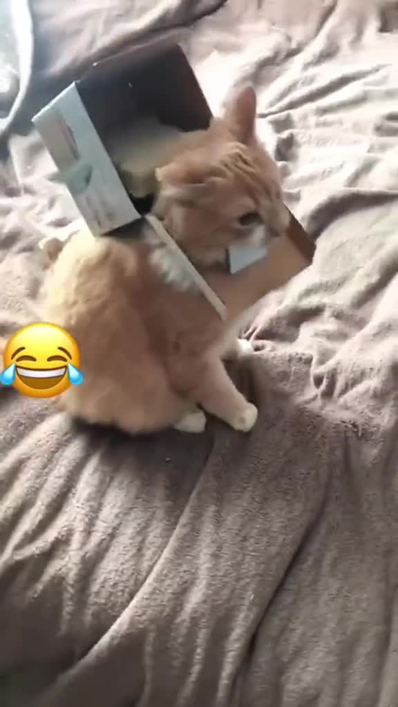 Provide You The Funny Animal Compilation With High Quality By