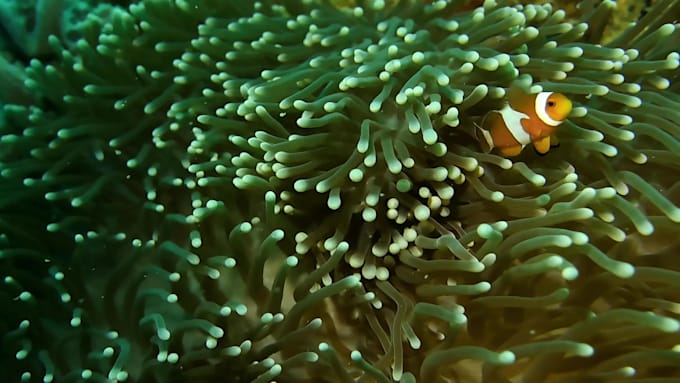 Create animated, static gif ads and banners by Sidrafreelan858 | Fiverr