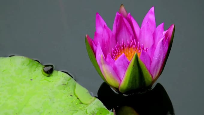 Create 3d flower animation flower animation 3d flower 3d plant 3d cgi ...