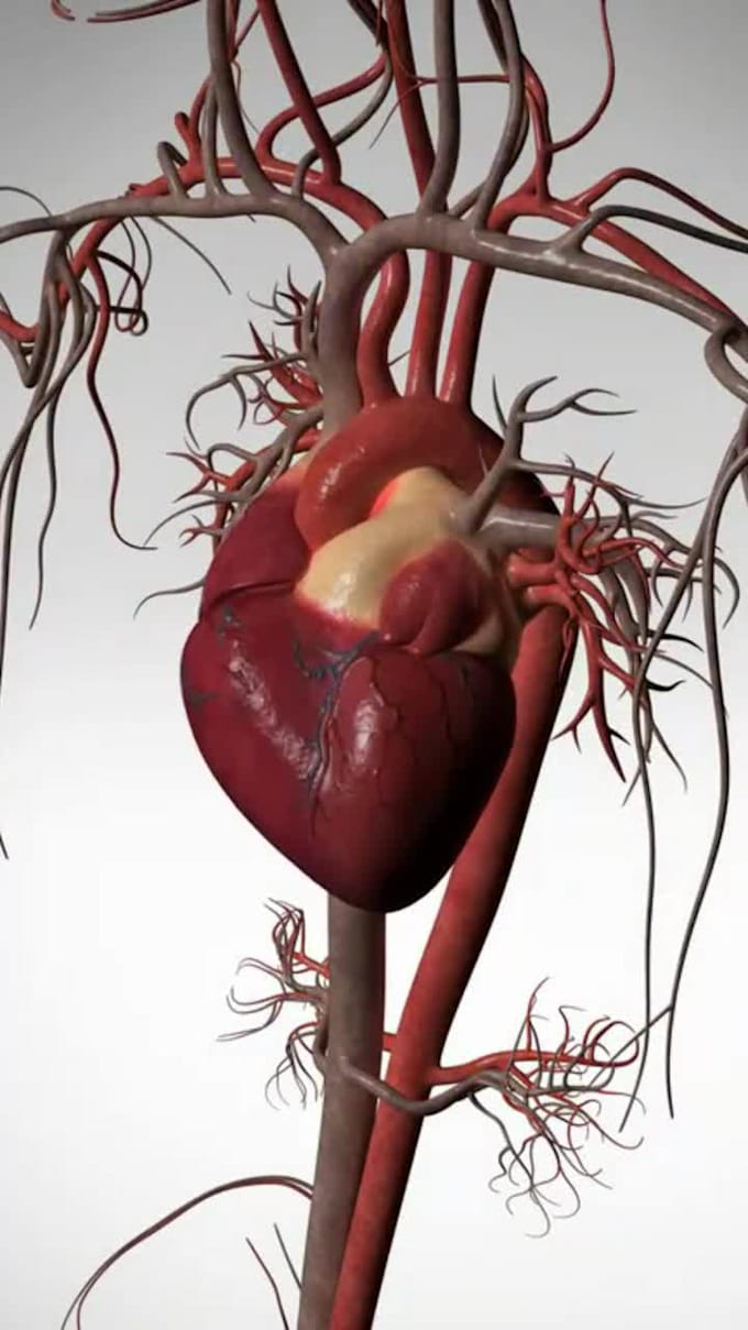 Do 3d medical explainer video, 3d medical animation, 3d health anatomy animation by ...