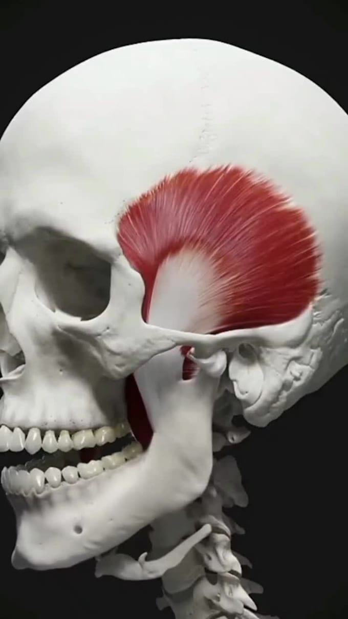 High quality 3d medical animation 3d medical illustration 3d surgery ...