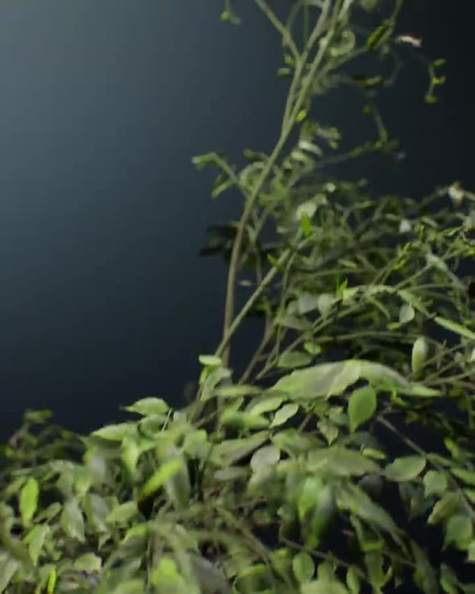 Do 3d flower animation, cgi animation, plant vfx, vfx ads, cgi vfx, cgi ...