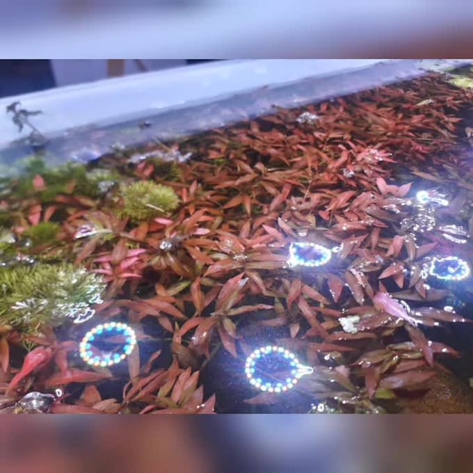 Guide on ornamental fish breeding, fishkeeping, aquascaping, article on ...