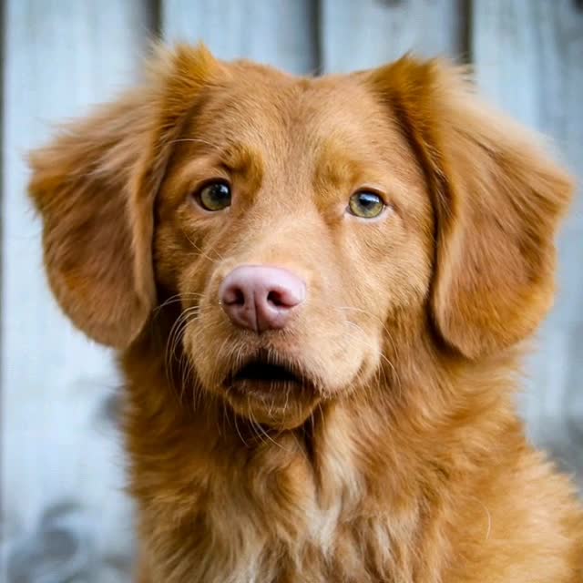 Make your pet wish happy birthday video by Domantas_a | Fiverr