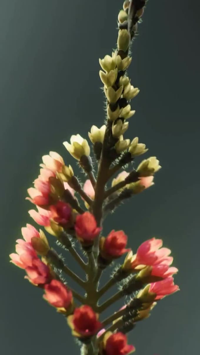 Do 3d plant animation, 3d flower animation, cgi plant animation 3d cgi ...
