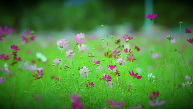 Edit your videos using sony vegas pro by Mooxie | Fiverr