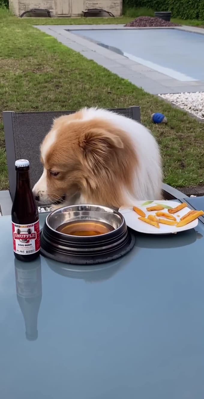 Create pet or dog ugc by Lauradamsugc | Fiverr