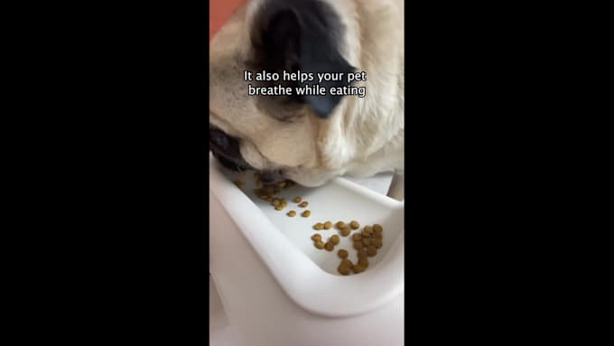 Create ugc dog content for tiktok and video ads by Sebbydigital | Fiverr