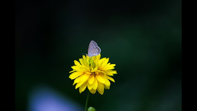 Create beautiful and special effects for your photos by Thaison0803 ...