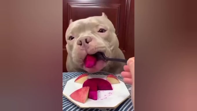 Provide you funny animal compilation videos for your channel by ...