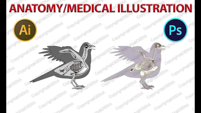 Design and draw anatomy medical illustration scientific diagram figure ...