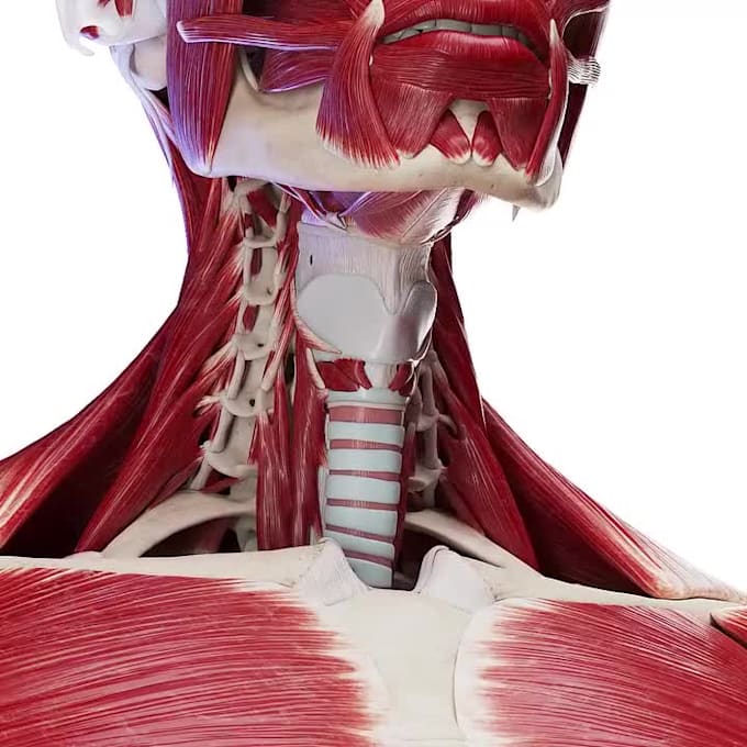 Draw human anatomy, scientific lineart biomedical illusration, 3d ...