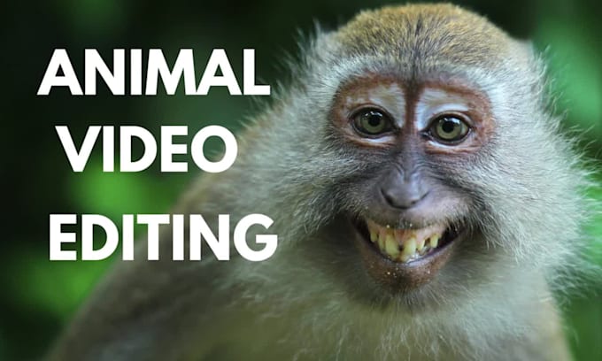 Edit animal video for you by Temmy_lon | Fiverr