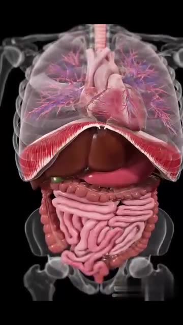 Crear animación 3d, animación médica 3d, animación médica, anatomía