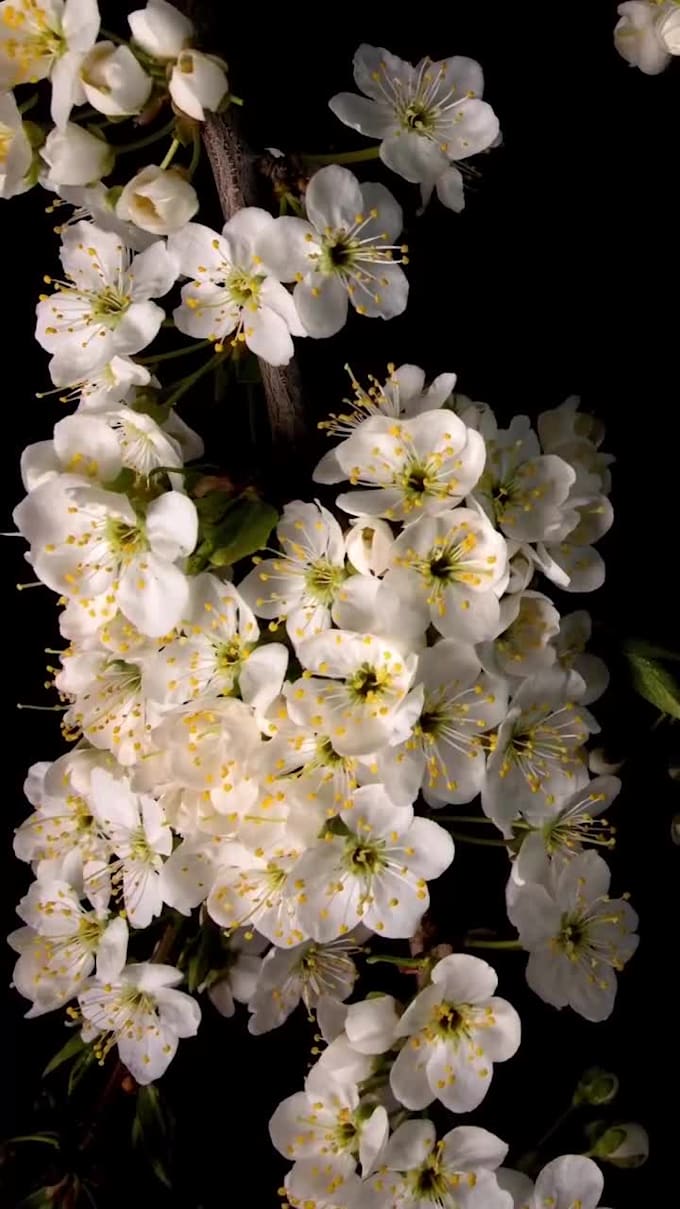 Do 3d flower animation, 3d plant animation, 3d flower design, 3d plant model by Zumuur | Fiverr