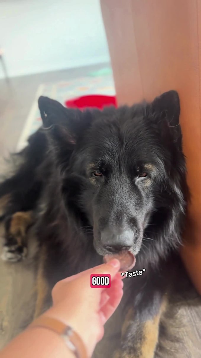 Create dog ugc that people will actually watch by Bearthemountain | Fiverr