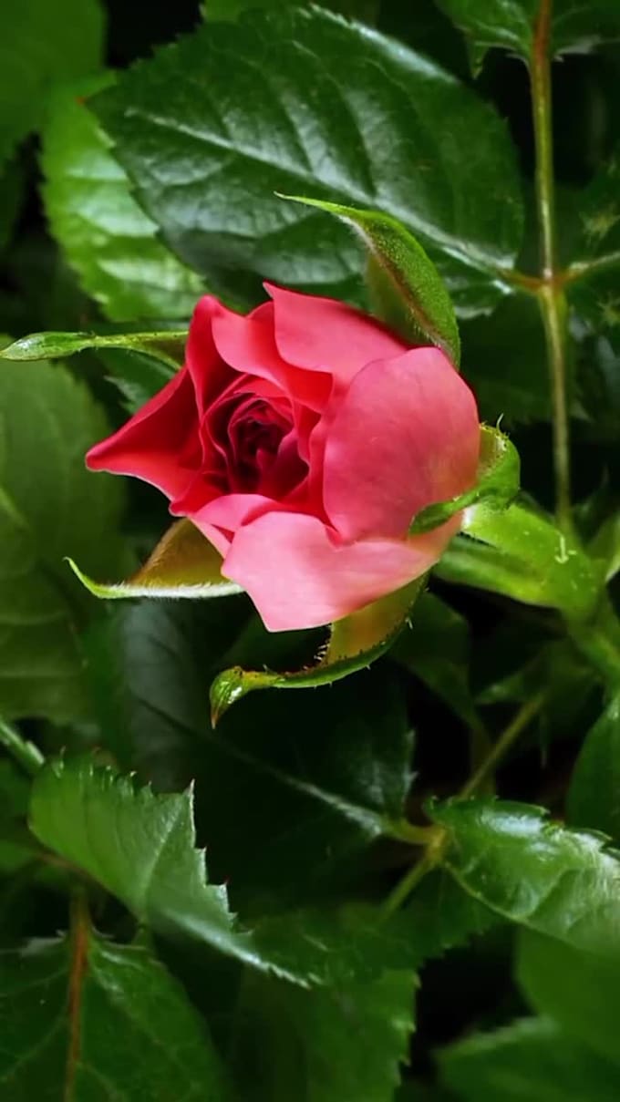 Create a professional 3d flower animation, 3d flower design 3d vfx ...