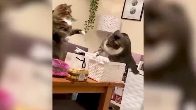 Create funny animals videos, funny pets videos for youtube in 24hr by ...