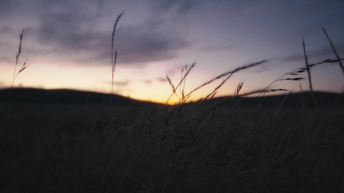 Give your footage a professional film emulation treatment by Halation ...