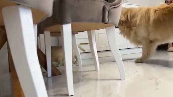 Create dog or cat ugc video for pet product dog company and social ...