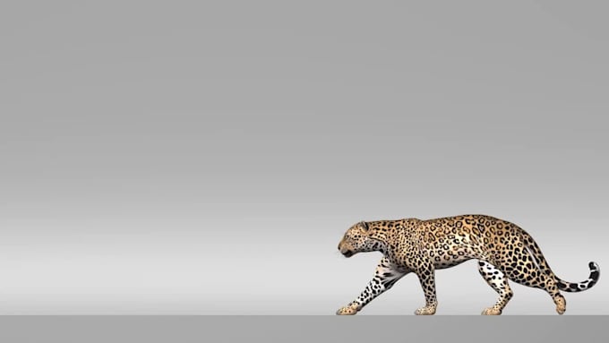 Do realistic cgi 3d animal animation, 3d animal model, cgi and vfx ...