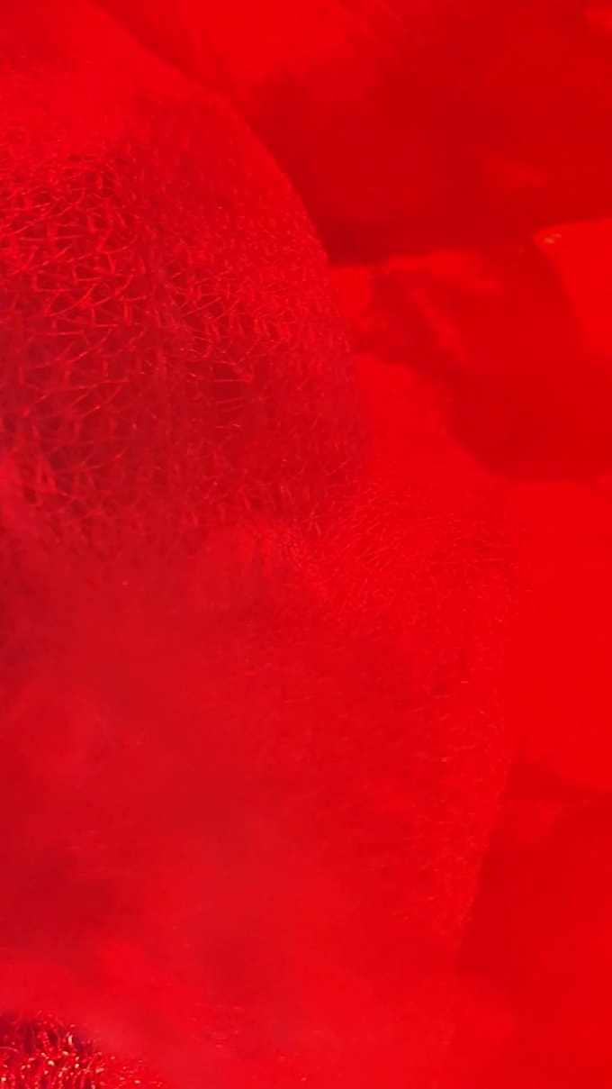 Create a spotify canvas by Anna_lena_erb | Fiverr