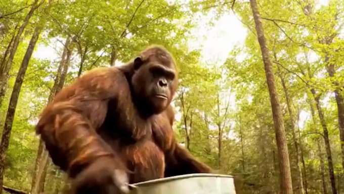 Create ai yeti or bigfoot meme videos for tiktok or reels by Hannahprommy | Fiverr