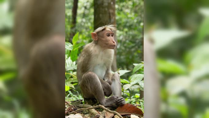 Edit your wildlife photos in lightroom by Giovanerove | Fiverr