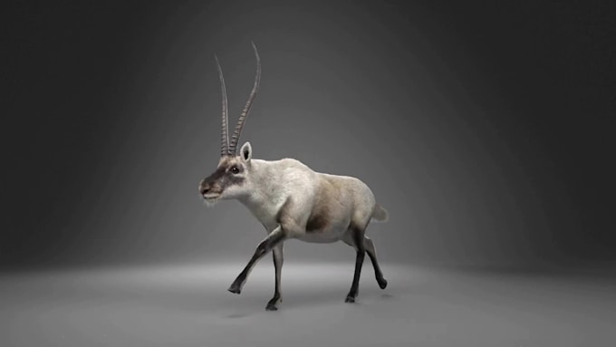 3d animal model, fully rigged animal, cgi animal animation integration ...