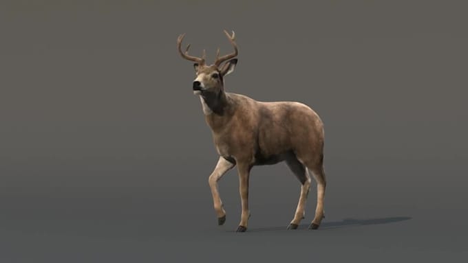 Do 3d animal animation, cgi, full rigg character, realist animal model ...