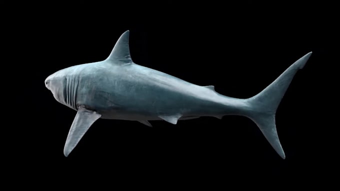 Render 3d animal model, 3d animal animation, realistic fur, xgen hari ...