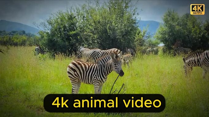 Create and setup youtube channel, with copyright free wild life animal ...